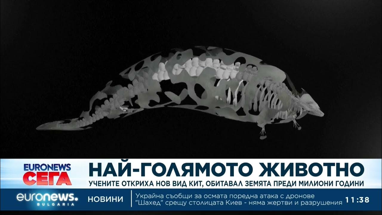 Учените откриха нов вид кит, обитавал Земята преди милиони години - YouTube