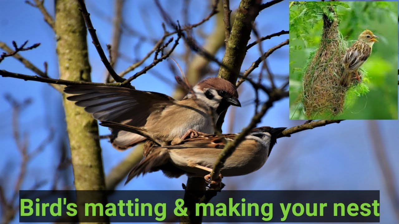 bird's matting and making your nest - YouTube