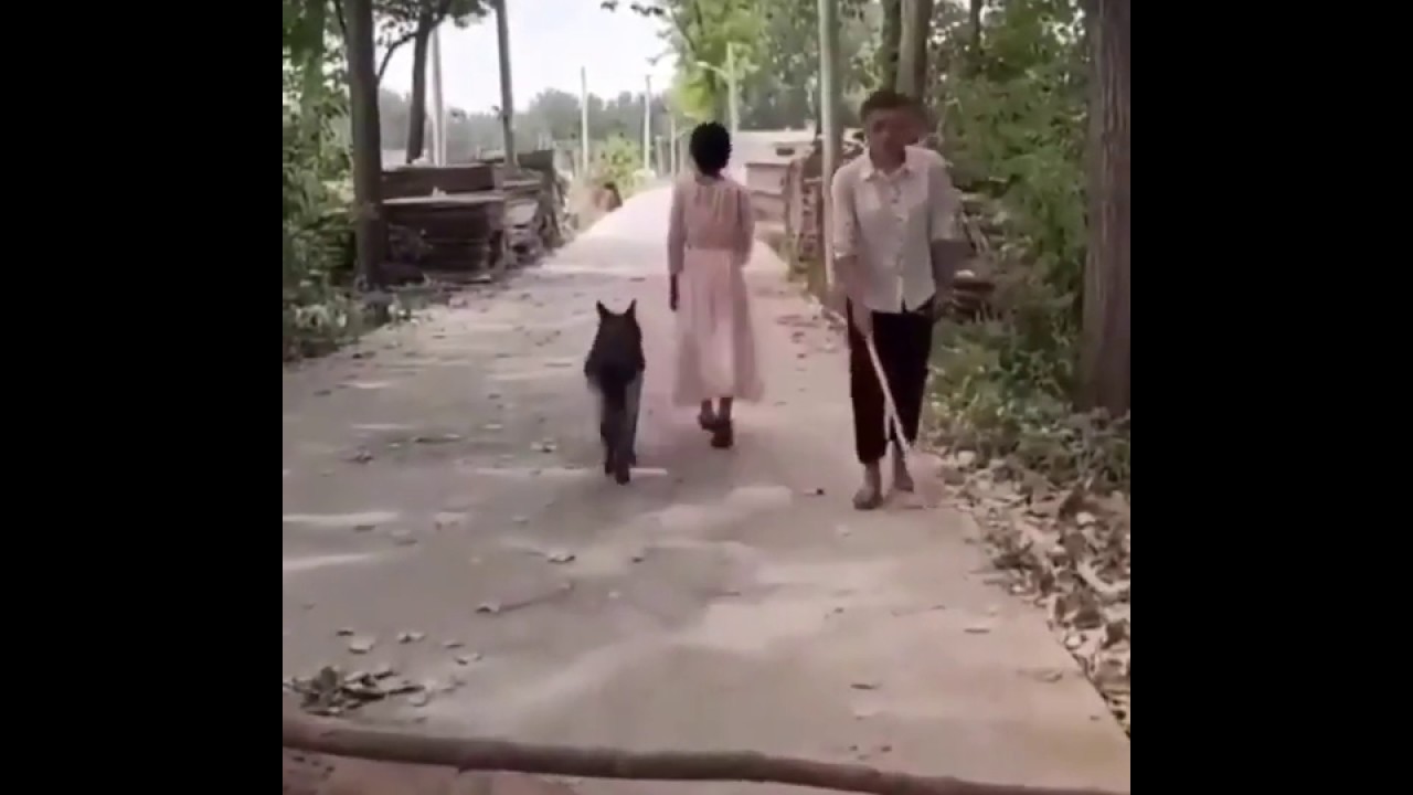 Dog Removes Obstacle From Blind Man's Way | Dogity not Humanity - YouTube