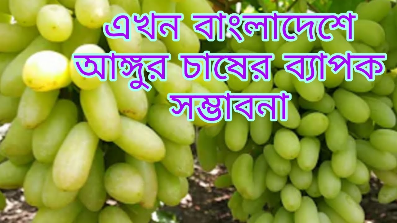 Angur chas/grape cultivation/grape garden/grape fruit chas/আঙ্গুর চাষ ...