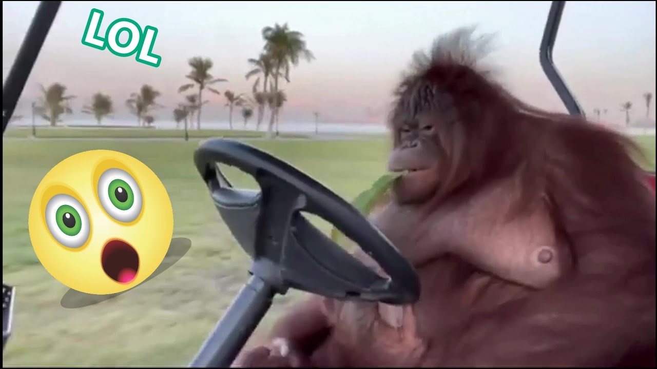 RARE MONKEY DRIVING GOLF CART! 😎 - YouTube