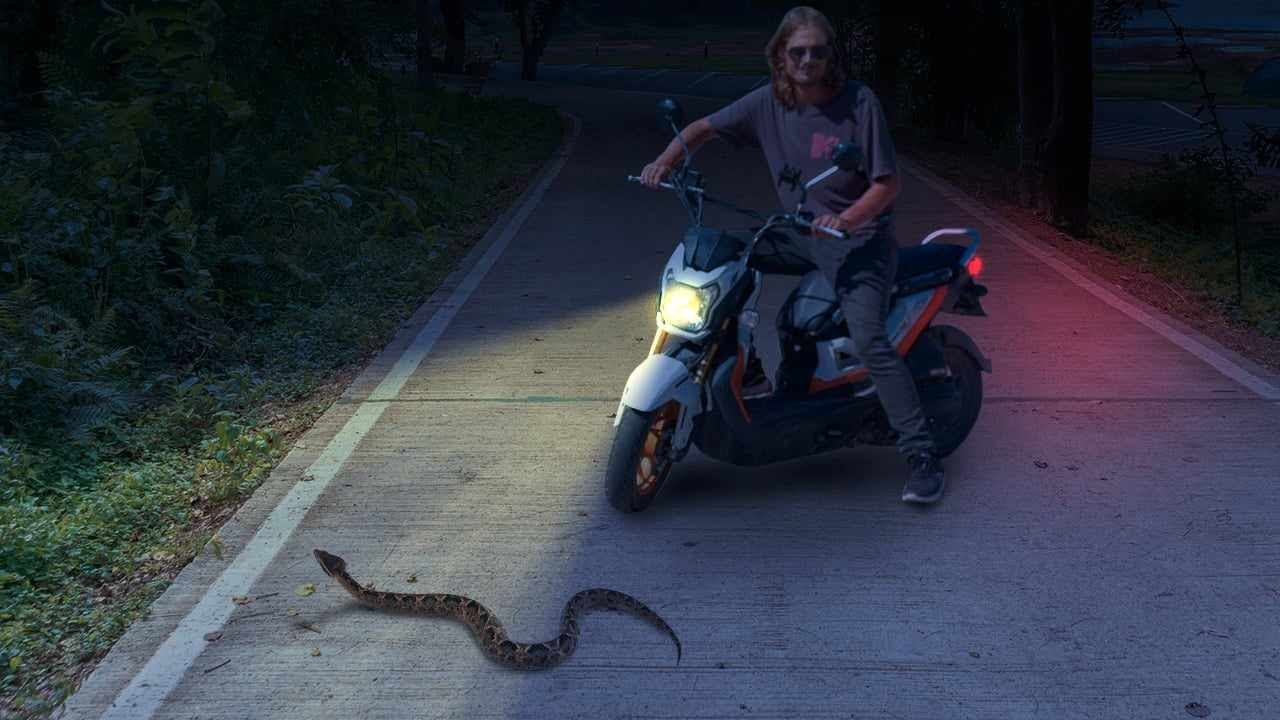 Venomous snakes on the road - YouTube
