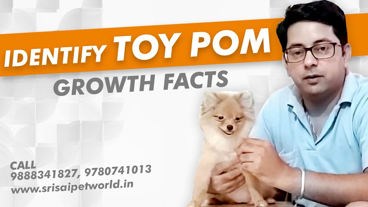 Growth facts of Toy Pom | Toy Pom 5 months old | Identify Toy Pom breed ...