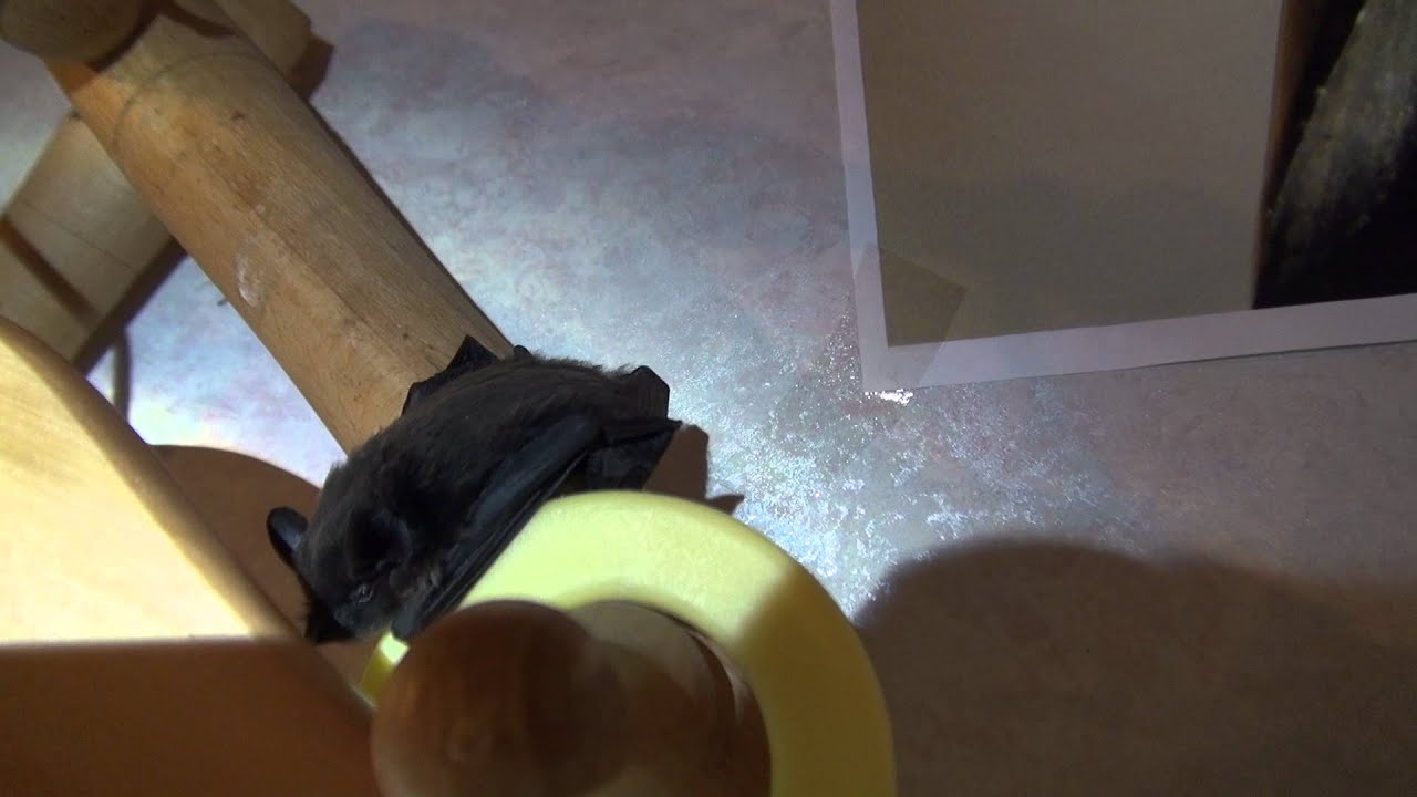 Slepi mis u sobi - YouTube