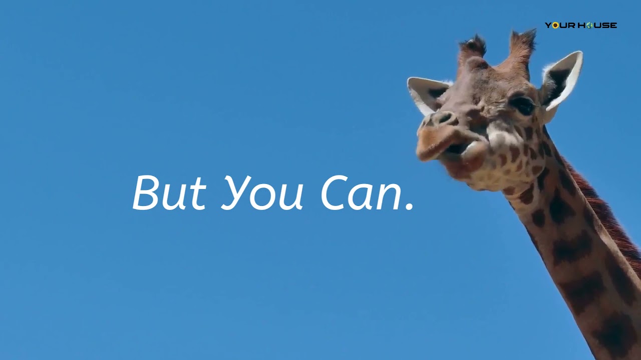 How Do Giraffes Eat Fried Chicken? - YouTube