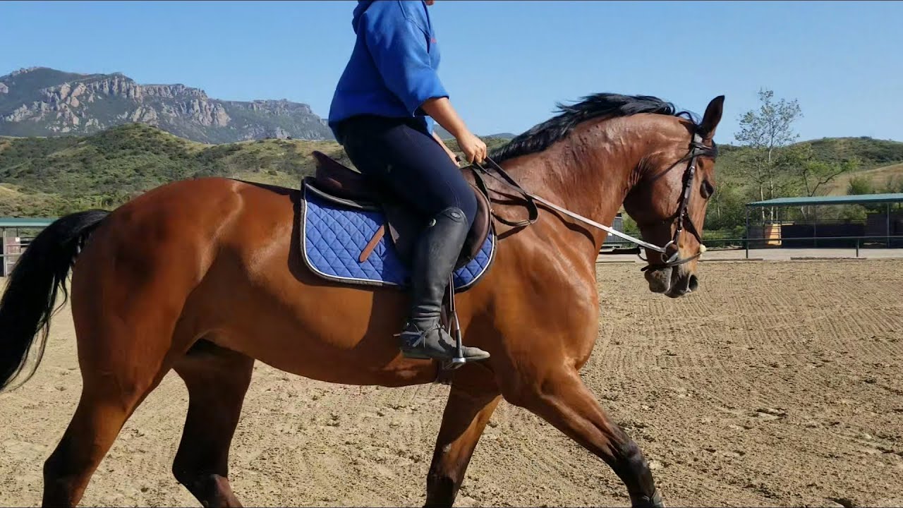 Lily - Flatwork 5/8/23 - YouTube