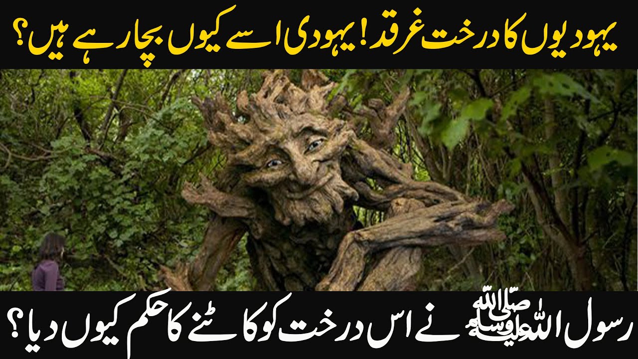Reality of GHARQAD Tree |The Tree of Jews|Why Israel Planting millions ...