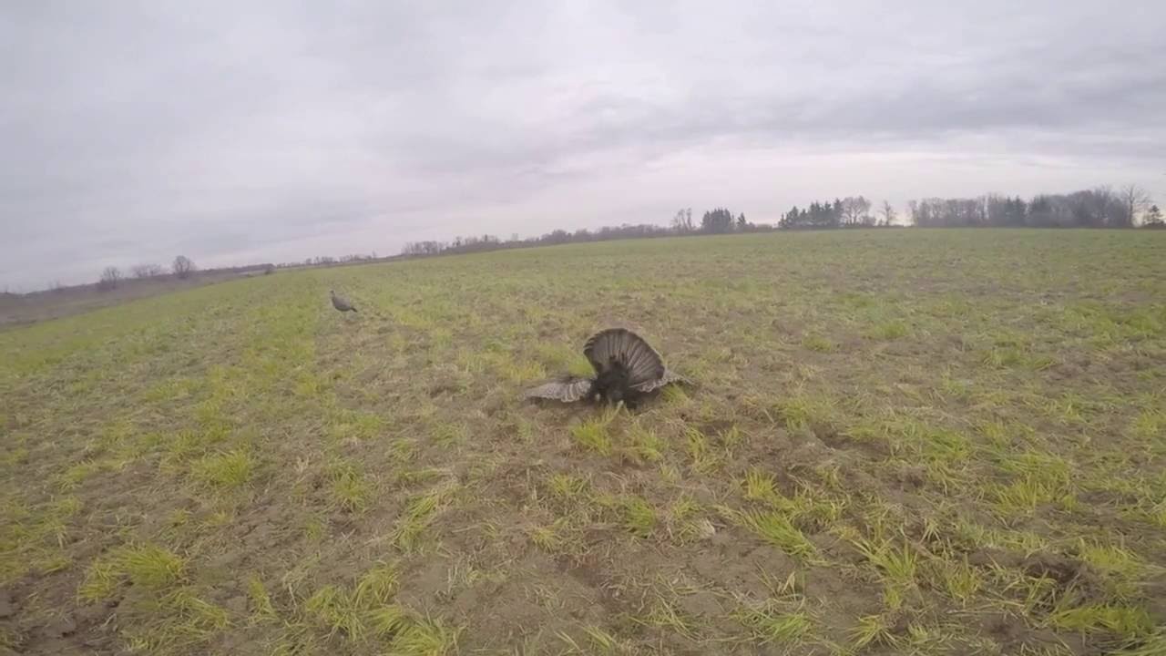 The Labombard Bird - YouTube