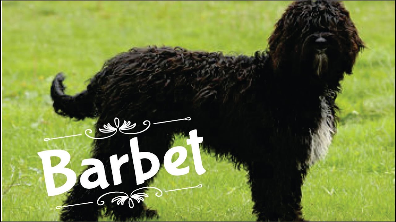 Barbet perro historia cuidados comportamiento de la raza cachorros ...