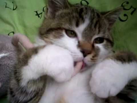 chat marrant - YouTube