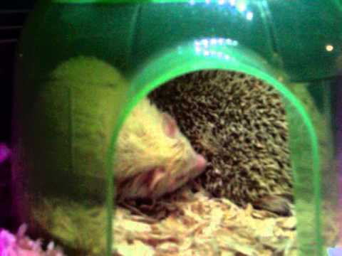 Hedgehog Mating Ritual