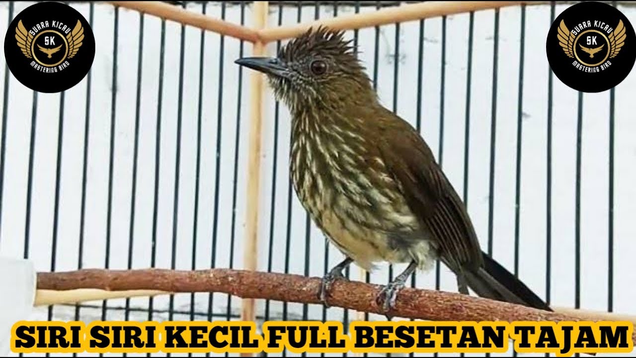 SIRI SIRI KECIL - MASTERAN SIRI SIRI KECIL FULL BESETAN TAJAM RAPAT ...