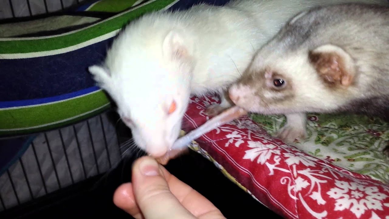 FERRETS FIGHT OVER RABBIT DINNER - YouTube