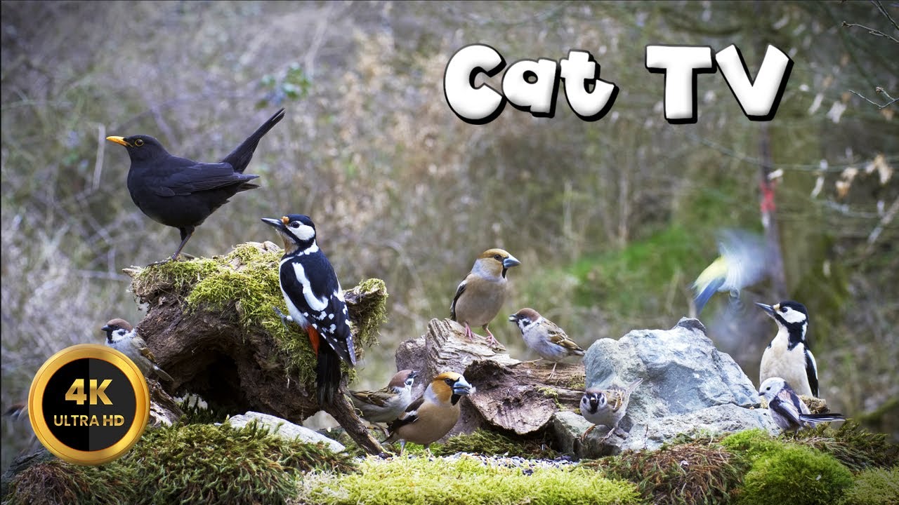 Cat TV for Cats to Watch 🐈 - ARE YOU KIDDING ME?🐦‍⬛10 hours 4K - YouTube