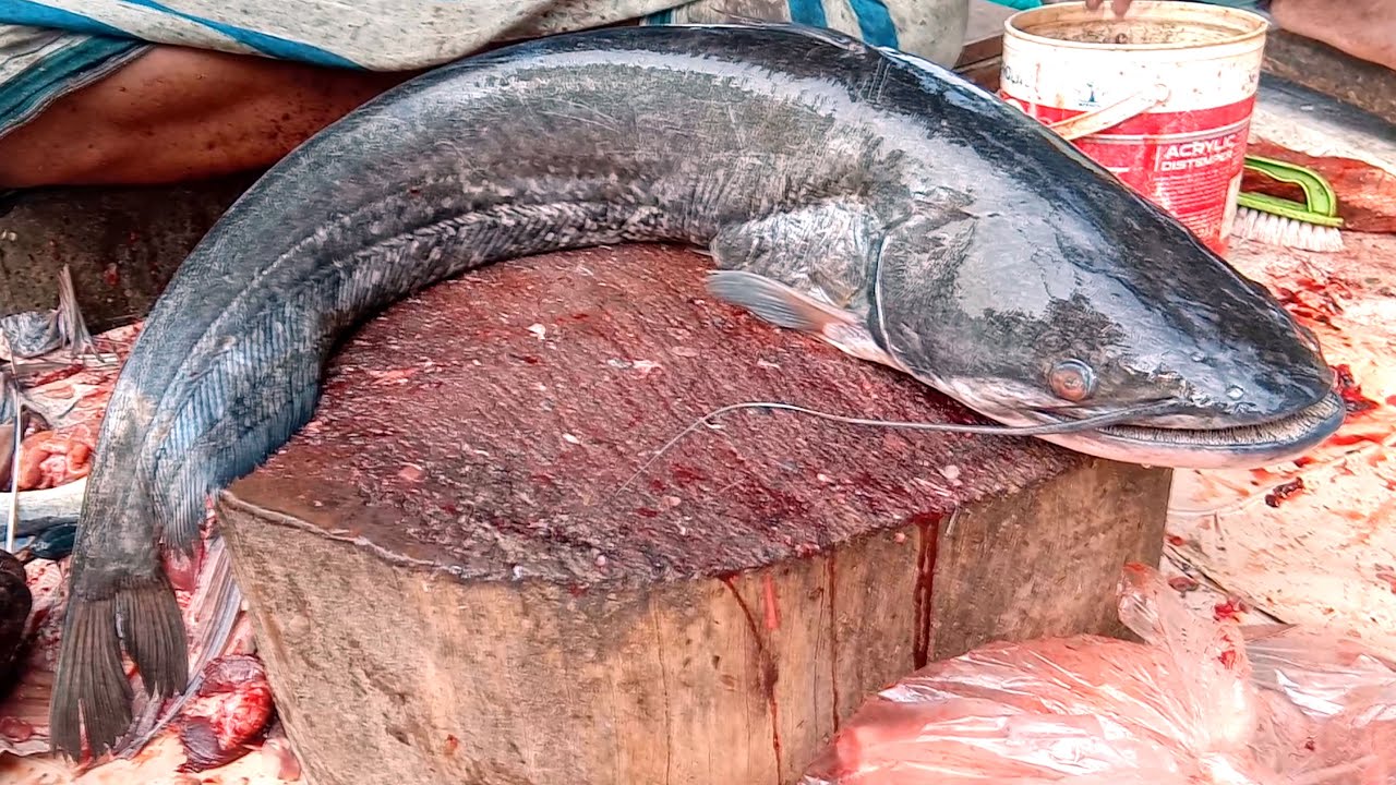 Big Size Boal fish cutting skills | fish market | cutting expert - YouTube