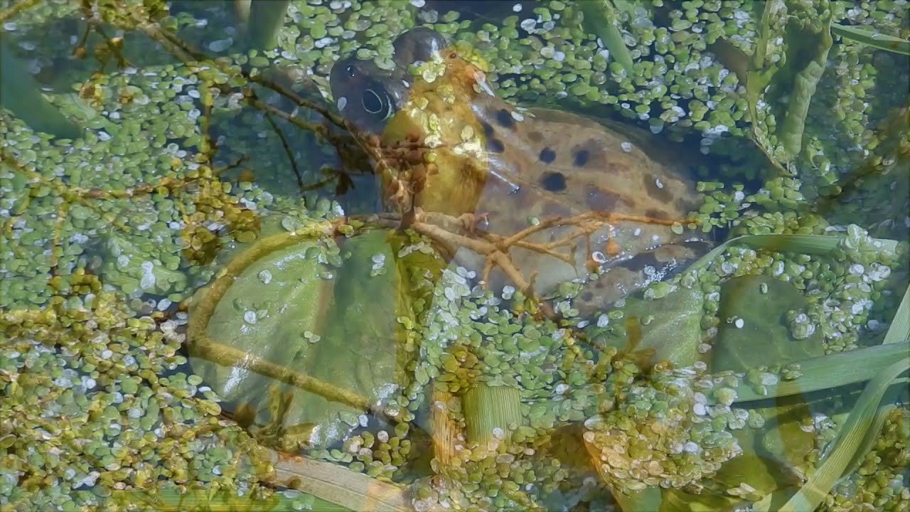 GREEN ANIMALS!! - YouTube