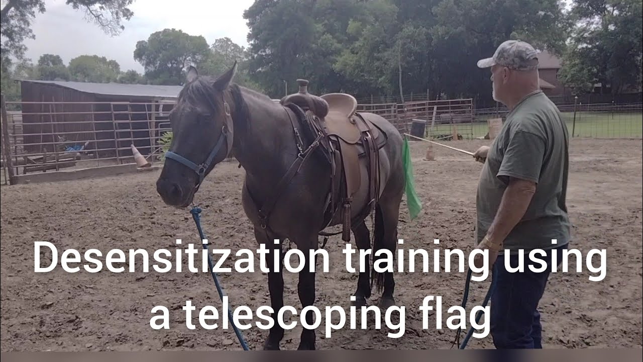 Desensitization Training using a Flag on a Telescoping pole - YouTube