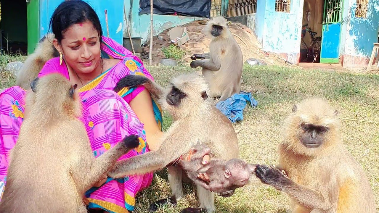 All female langoors are played mother role of this baby langoor when ...