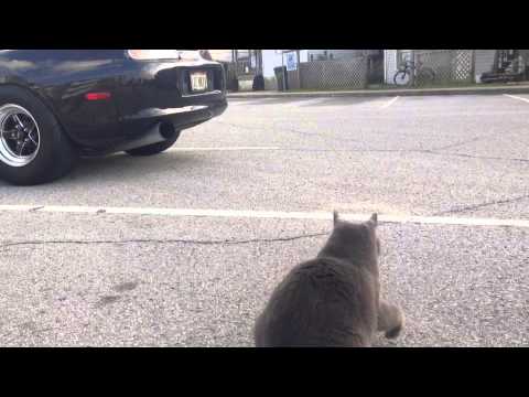 Fat Cats Reaction To 1000hp Supra - YouTube