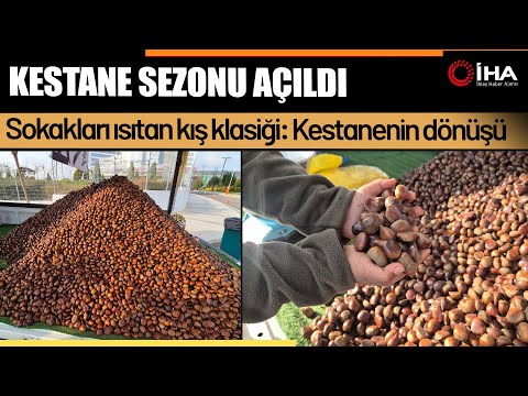 Kestane sezonu açıldı: Kilosu 175 lira