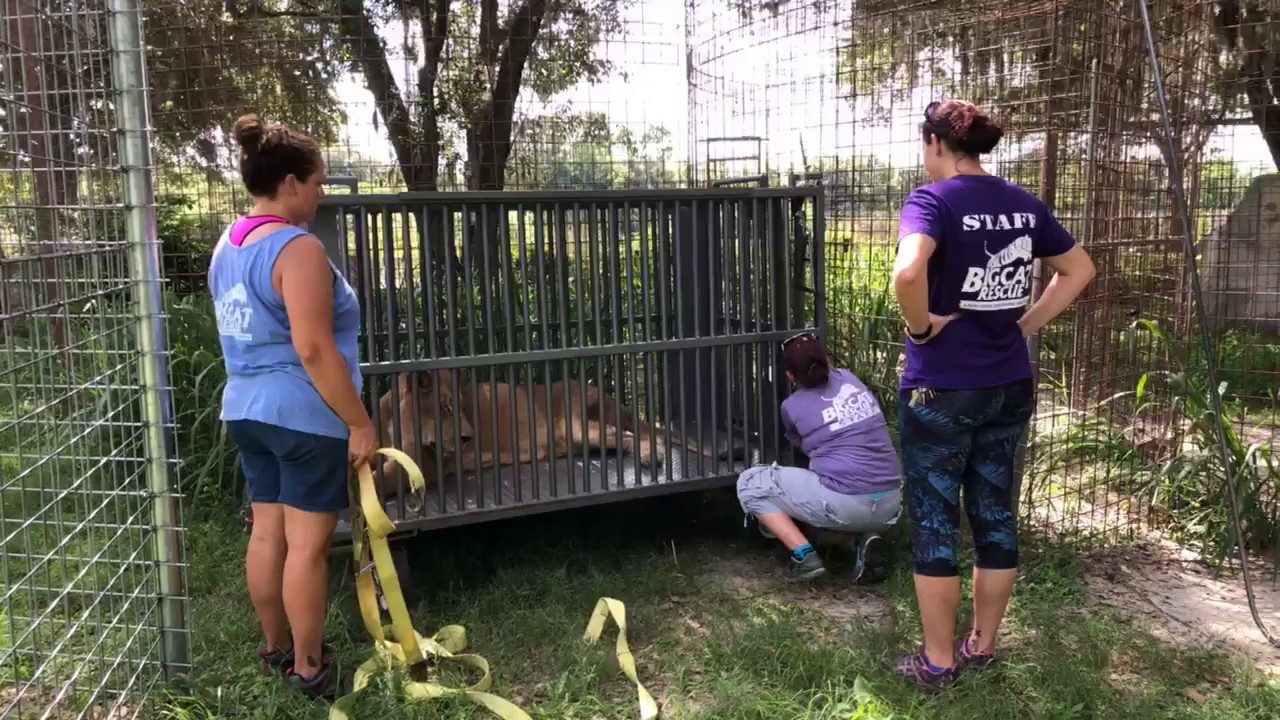 Cameron Lion is reunited with Zabu Tiger after seeing the Vet - YouTube