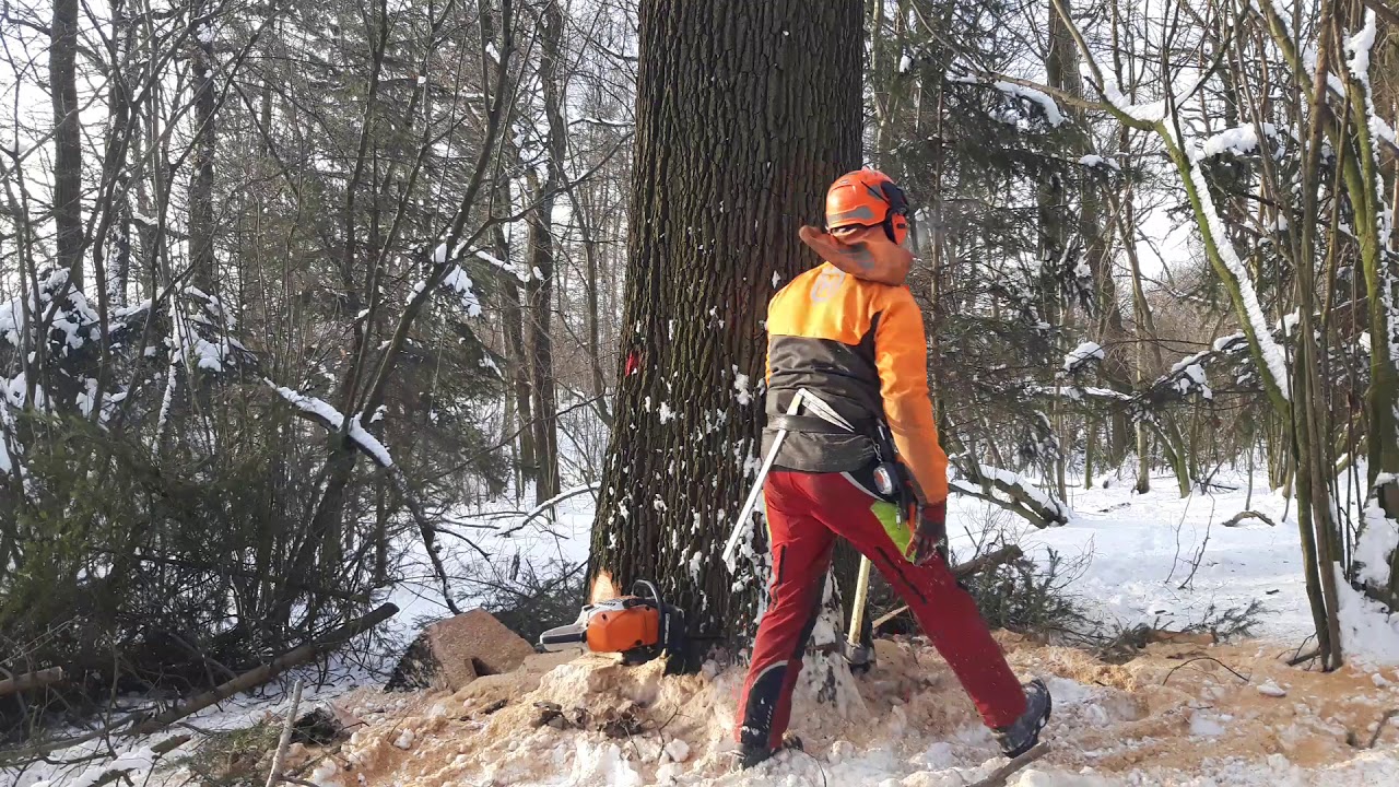 Chainsaw stihl ms 462 tree felling - YouTube