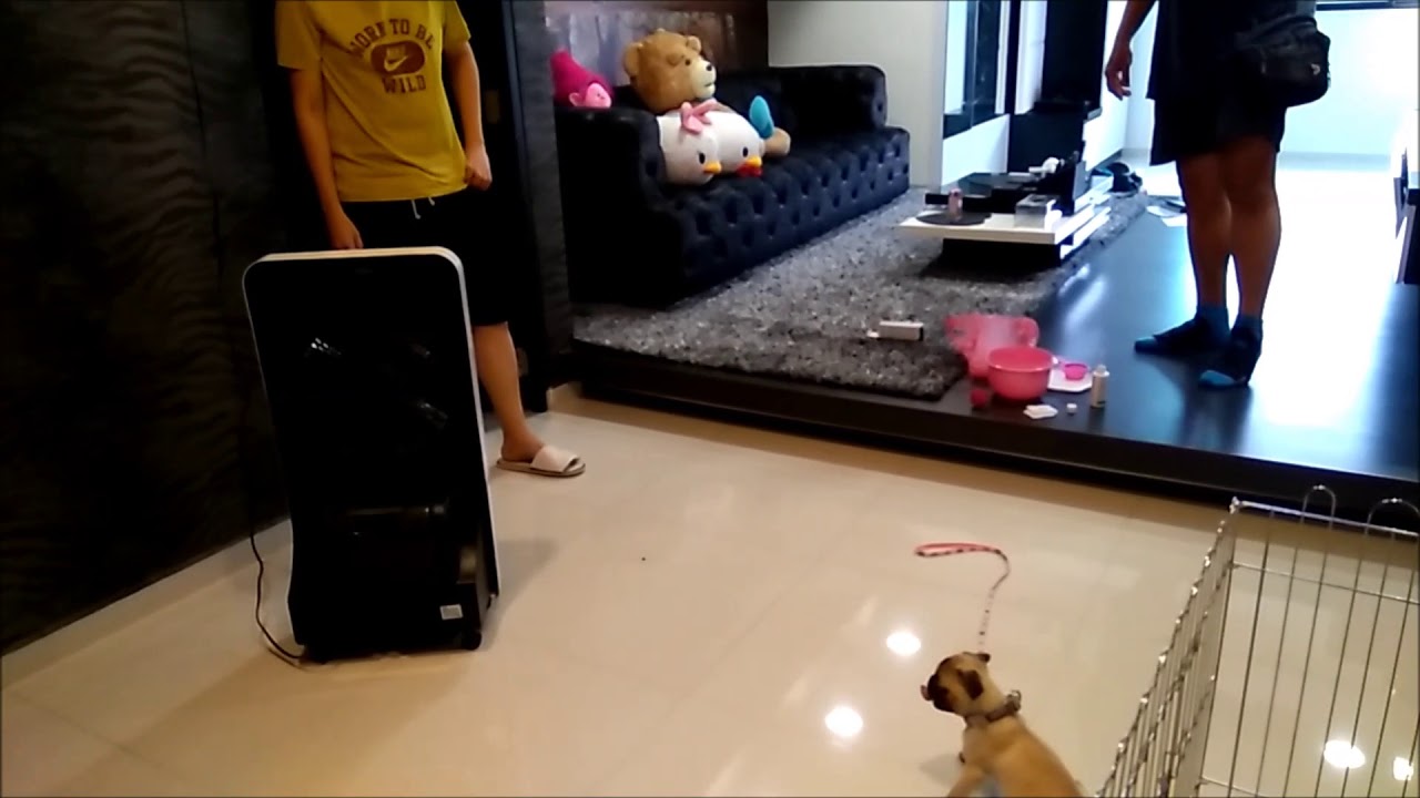 Dogs Training Singapore 3 months old Libby Pug 一到两天. 狗儿服从,认厕所和好行为训练! - YouTube