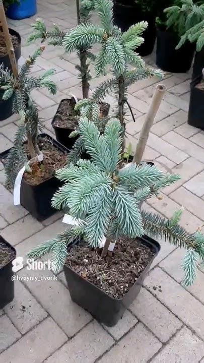 🌲Ель Зе Блюз | Telegram: https://t.me/love_is_hvoiny_dvorik - YouTube