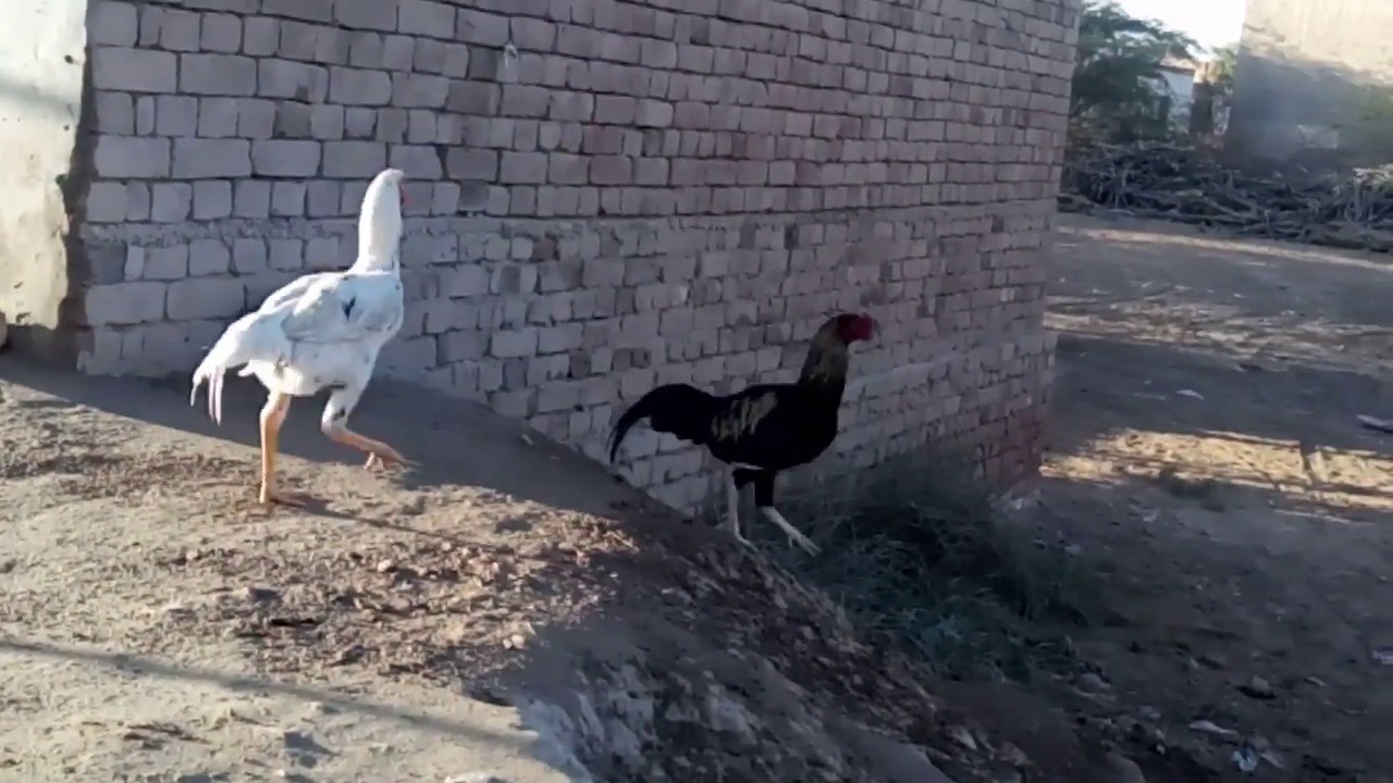 Aseel Murgha Sabz Java Aseel Rooster Green Java And White Younger - YouTube