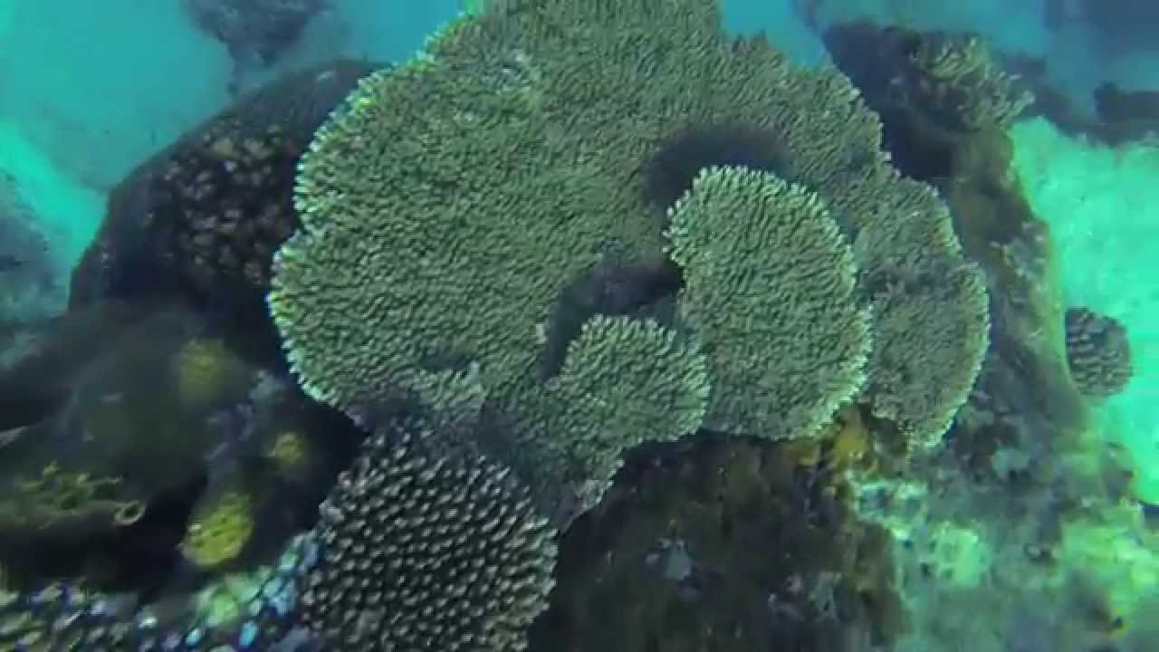 Easter day at Masthead Reef - YouTube