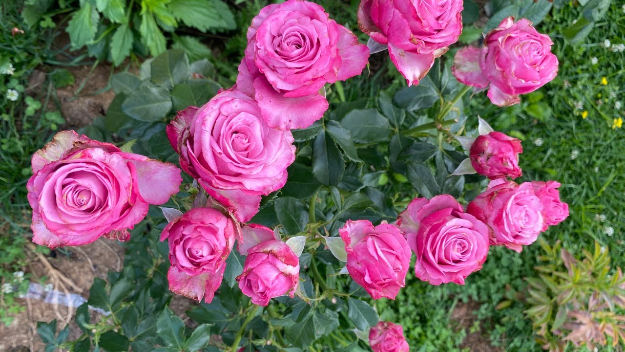 Deep Water is fast growing very decorative hybrid tea rose. Suits great ...
