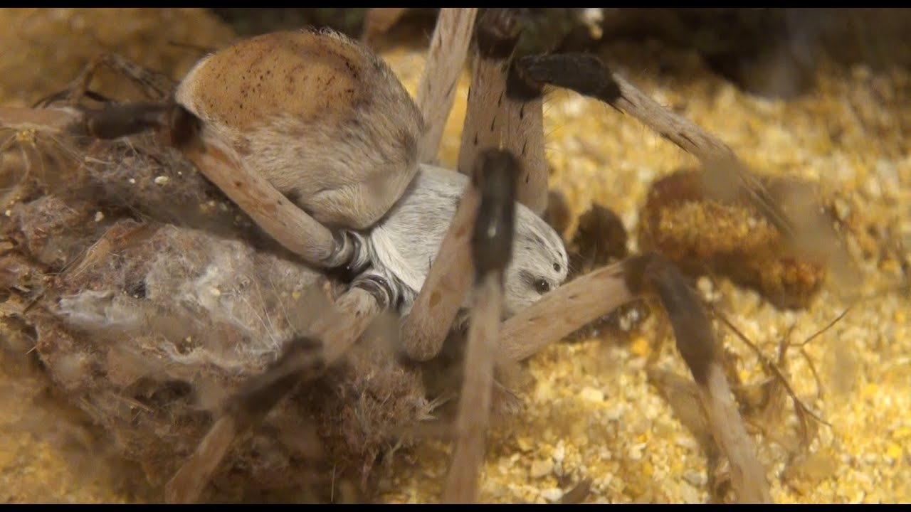 Israeli Desert Huntsman Spider (Cerbalus Aravaensis) Made Something ...