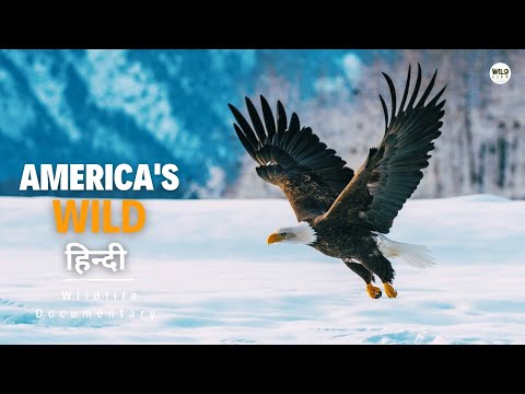America's Wild, Autumn - हिन्दी डॉक्यूमेंट्री | Wildlife documentary in Hindi
