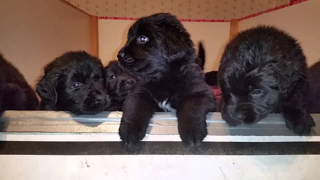 High Country Newfoundlands Newborn Puppies 4 Weeks 4 Days Old Watching ...
