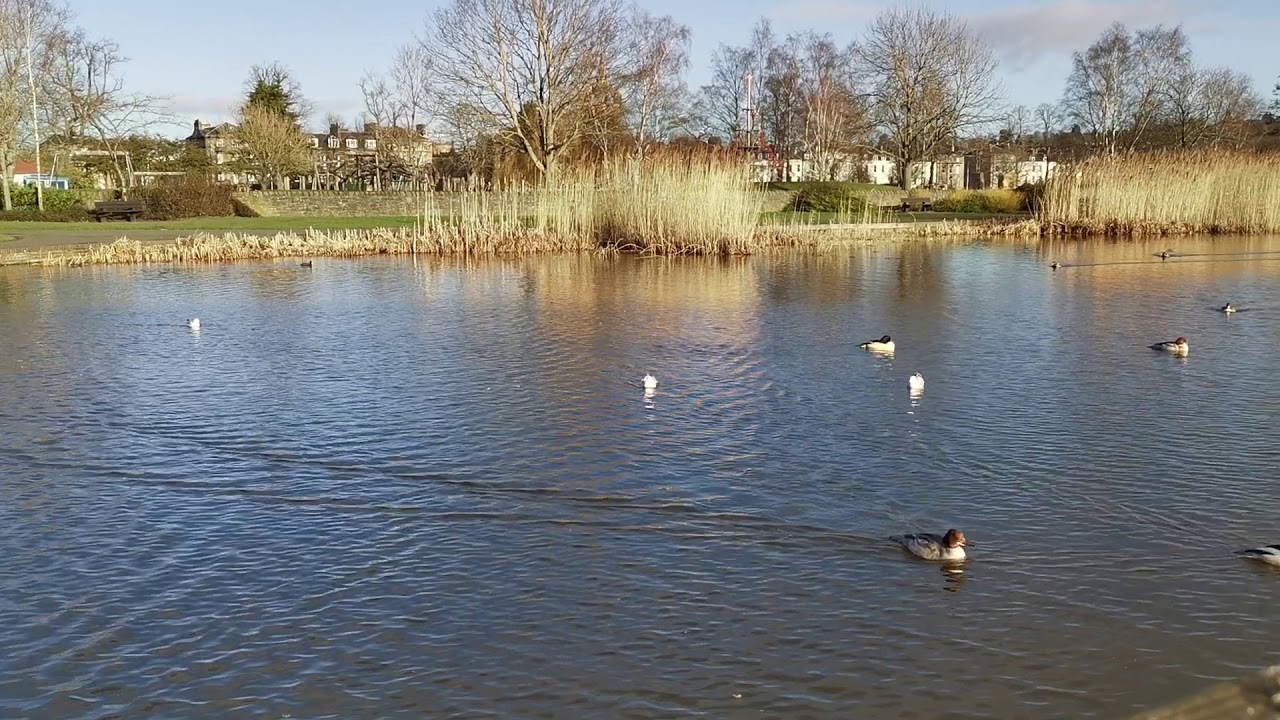 South Inch, Perth, January 2018. - YouTube