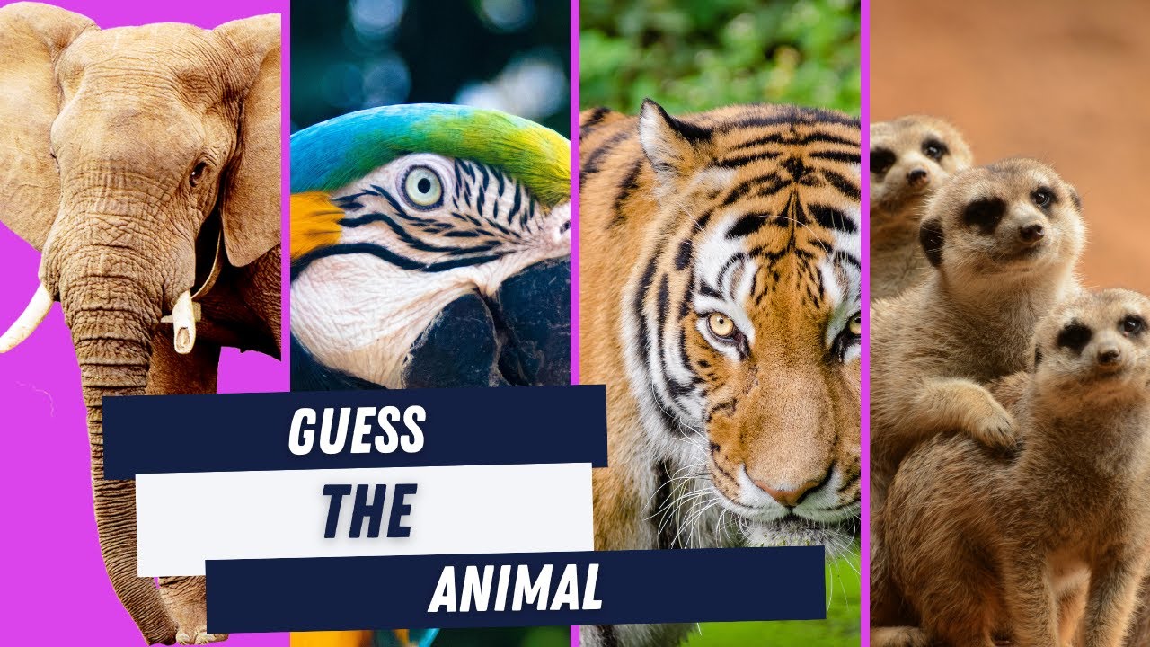 Animal Quiz - YouTube