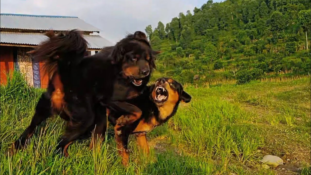 Meeting Dorje With Strangers And Stray Dogs || Bhote Kukur || Tibetan ...