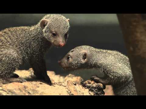 Banded Mongoose Pups Romp and Play at Central Park Zoo - YouTube