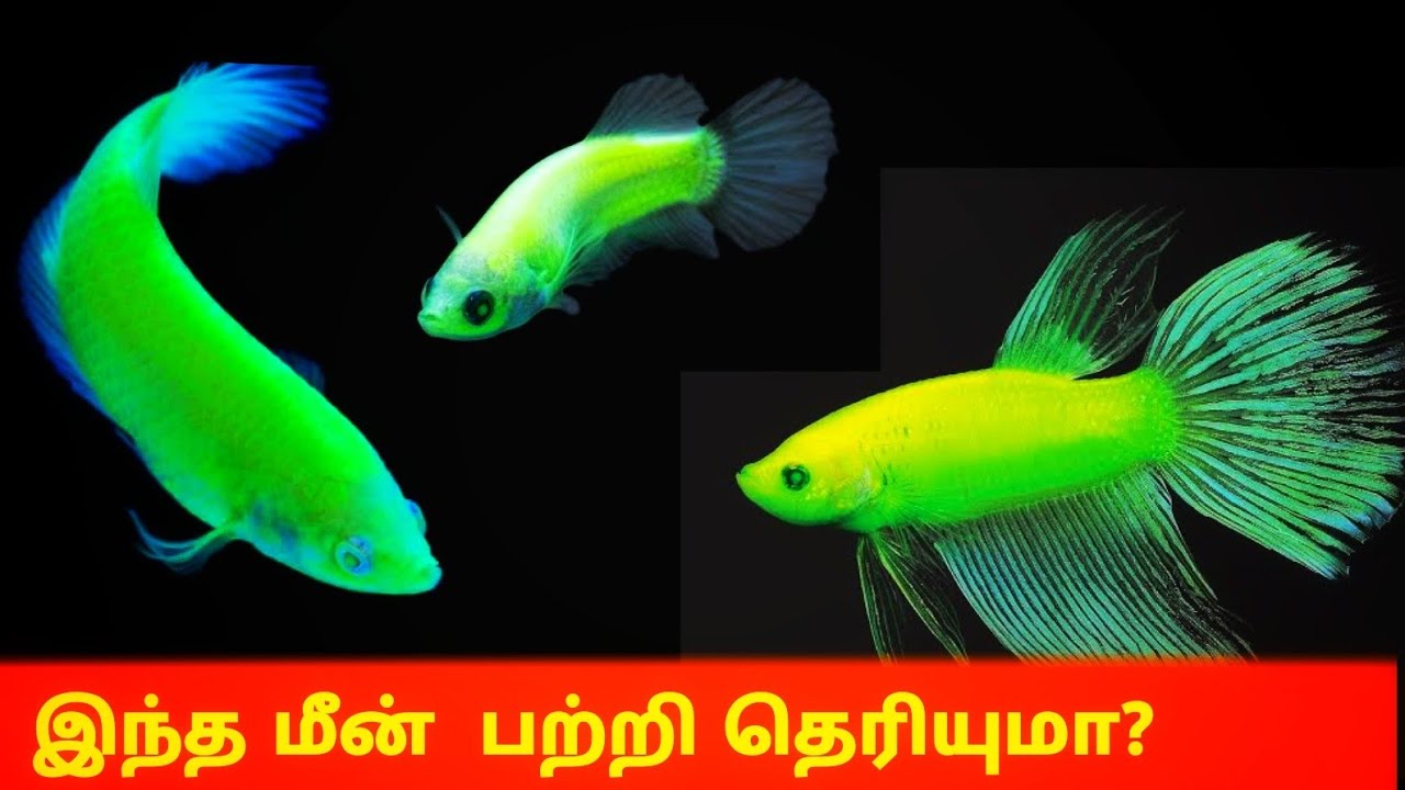 Know something about glofish in தமிழ் | info on glo fish|fish Aquarium ...