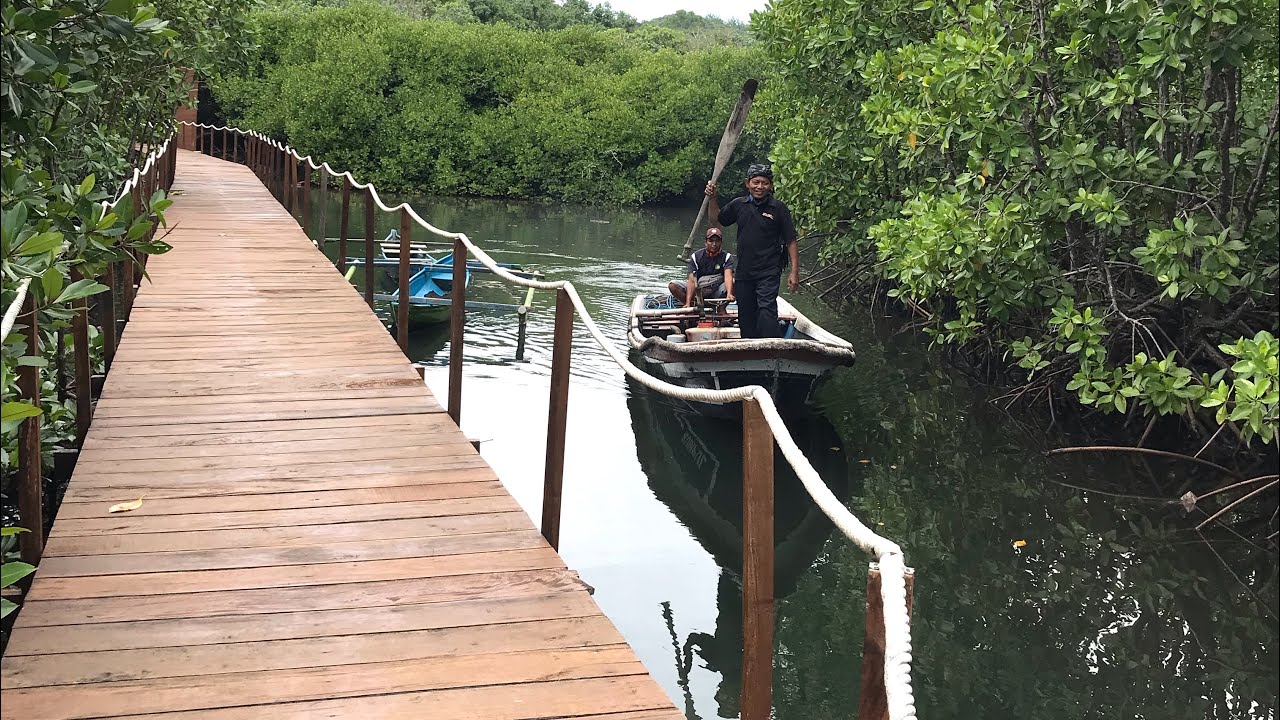 || susur sungai || pantai gatra konservasi hutan mangrove - YouTube