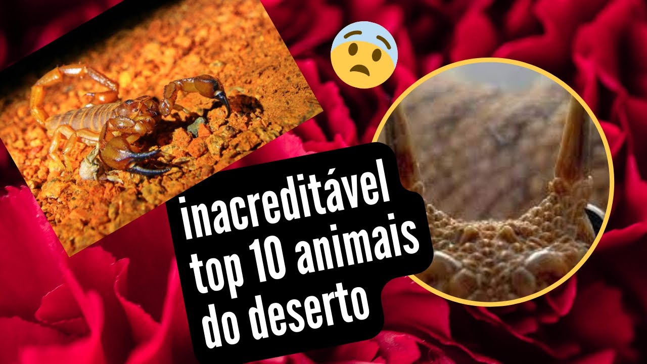 os top 10 animais do deserto - YouTube