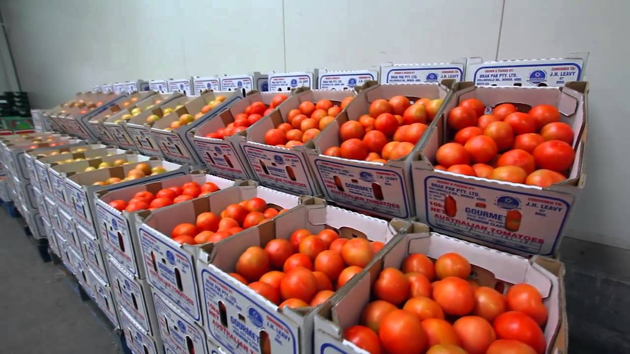 SV0215TH Tomato Chapter 4 - Market agent and retail feedback - YouTube