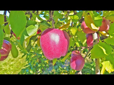 Apple Picking at Masker Orchards in Warwick , NY 2022 - YouTube