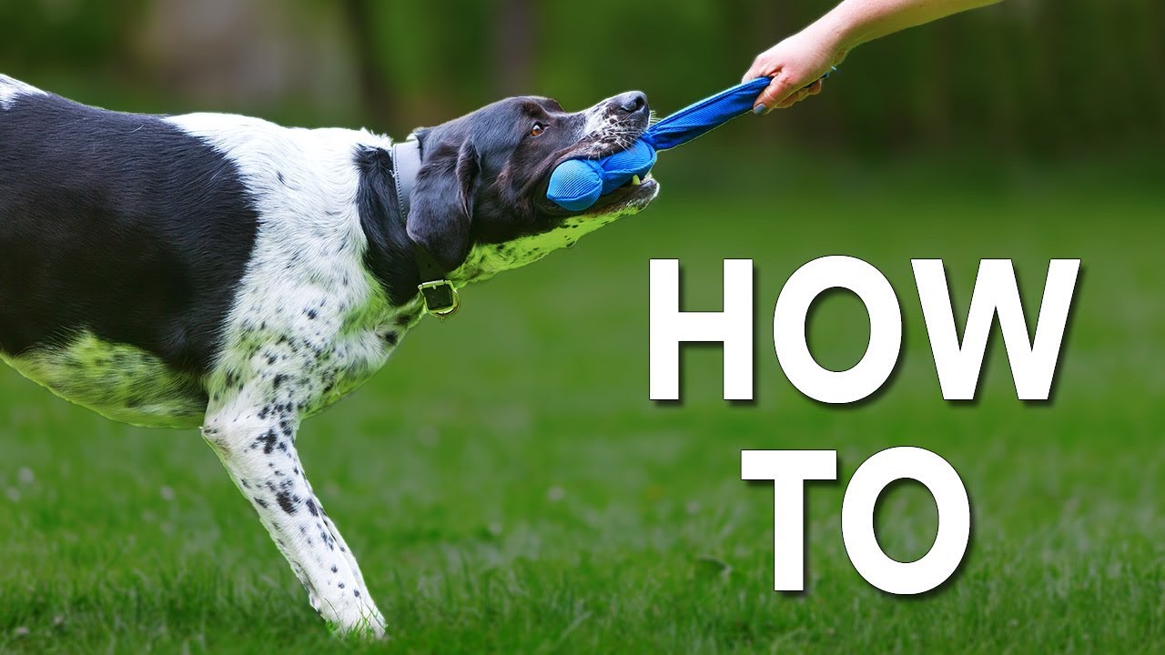Mental Stimulation For Dogs YouTube mental-stimulation-for-dogs-youtube