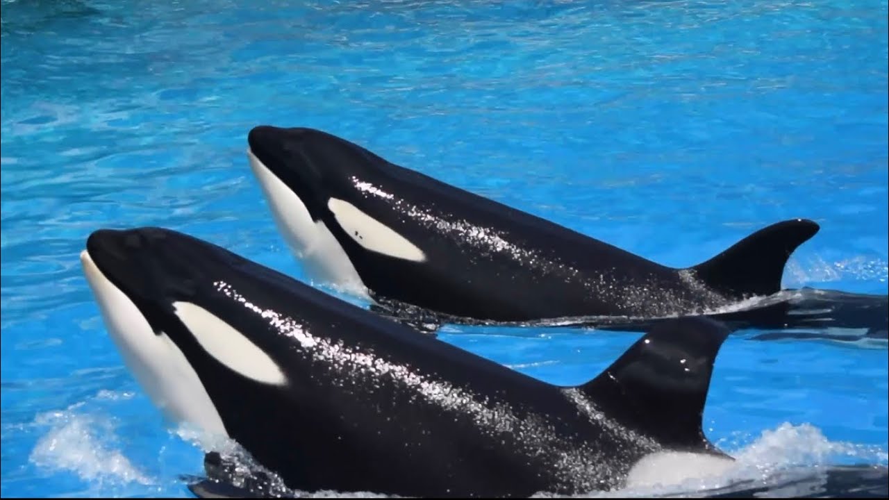 Shouka and Kalia during Orca Encounter at SeaWorld San Diego July 6 ...