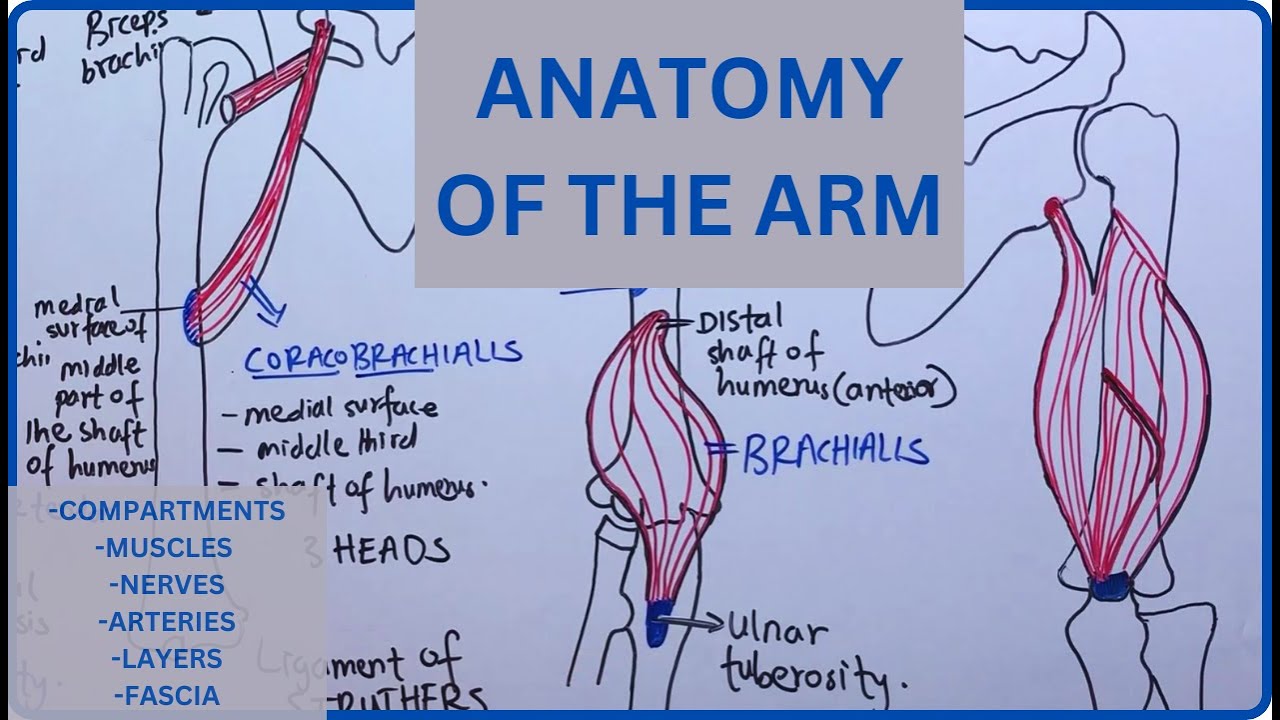 Anatomy of the Arm EXPOSED! - compartments, muscles, nerves, arteries ...