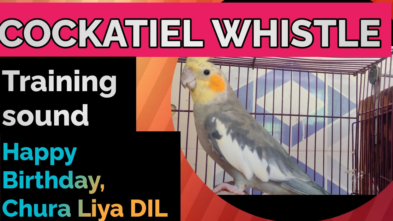 cockatiel singing happy birthday 5 minutes cockatiel whistling - YouTube