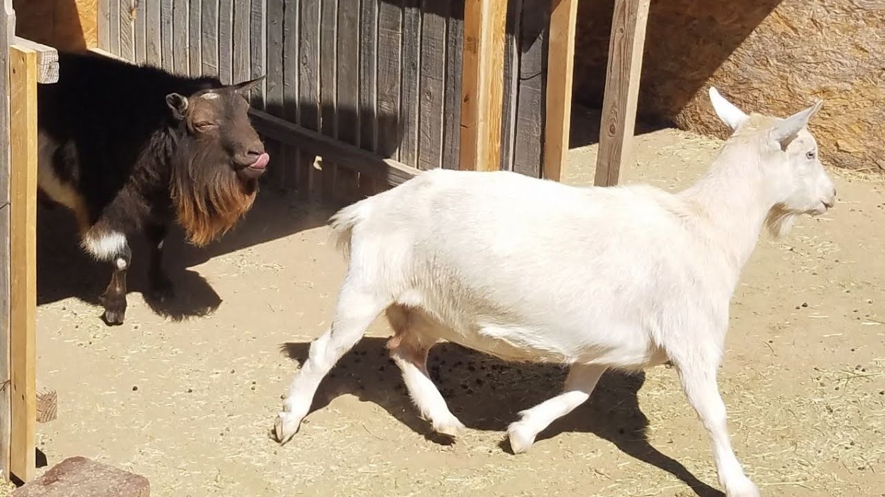 HOW TO TELL IF YOUR DOE HAS BEEN BRED / Breeding 22 goats at the same ...