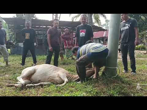 sembelih lembu cara cepat dan pantas - YouTube