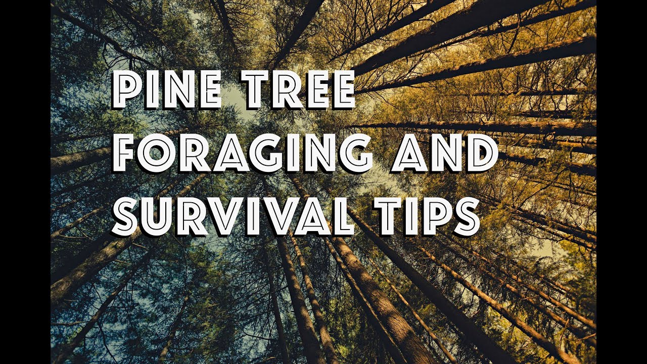 Using Pine Trees for Foraging and Survival - YouTube
